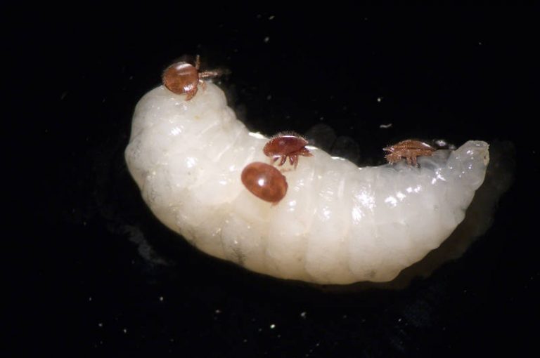 Varroa Milbe – HTG Metelen